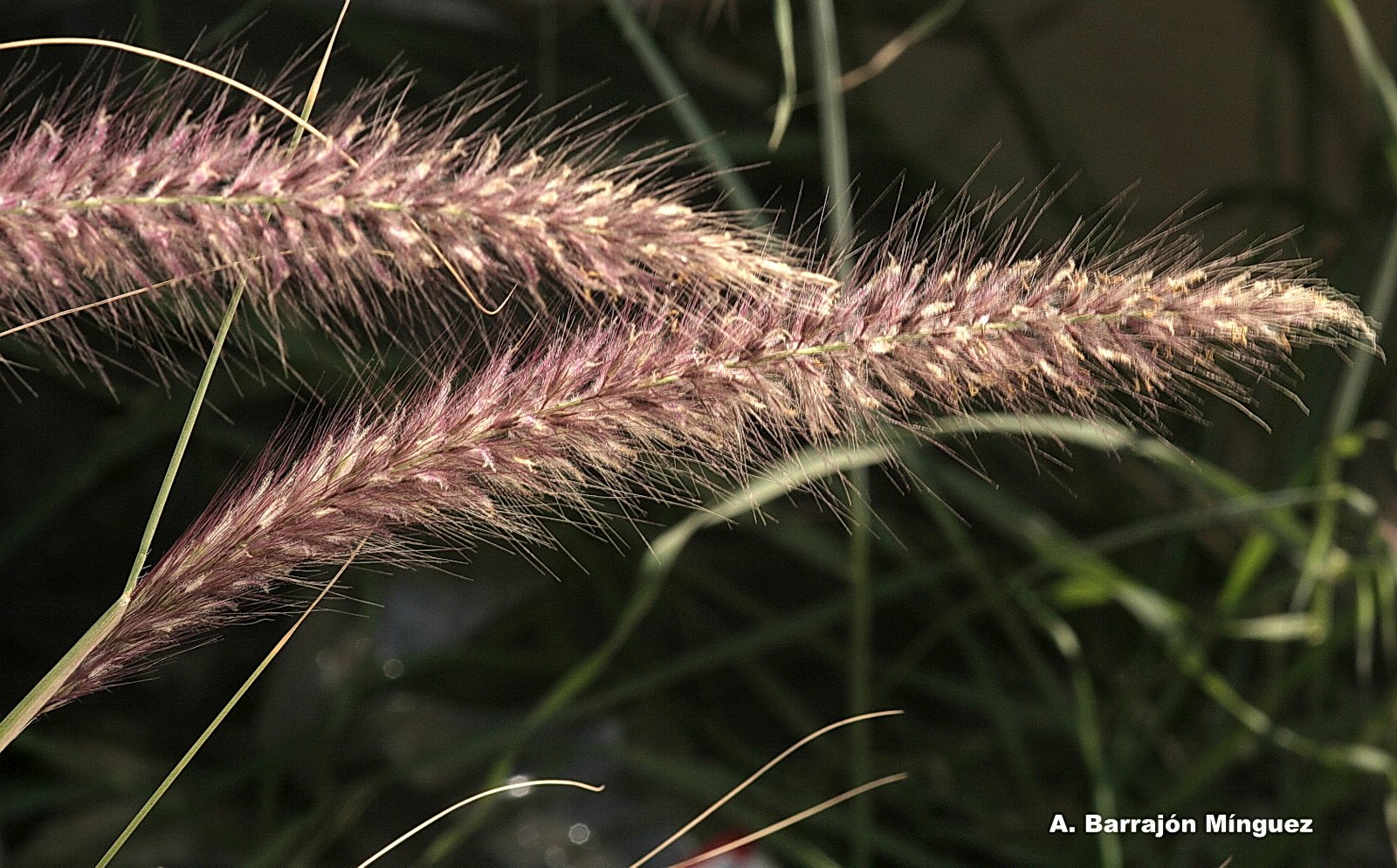 Naturaleza Viva: Pennisetum setaceum (Forssk.) Chiov. Fam: Poaceae