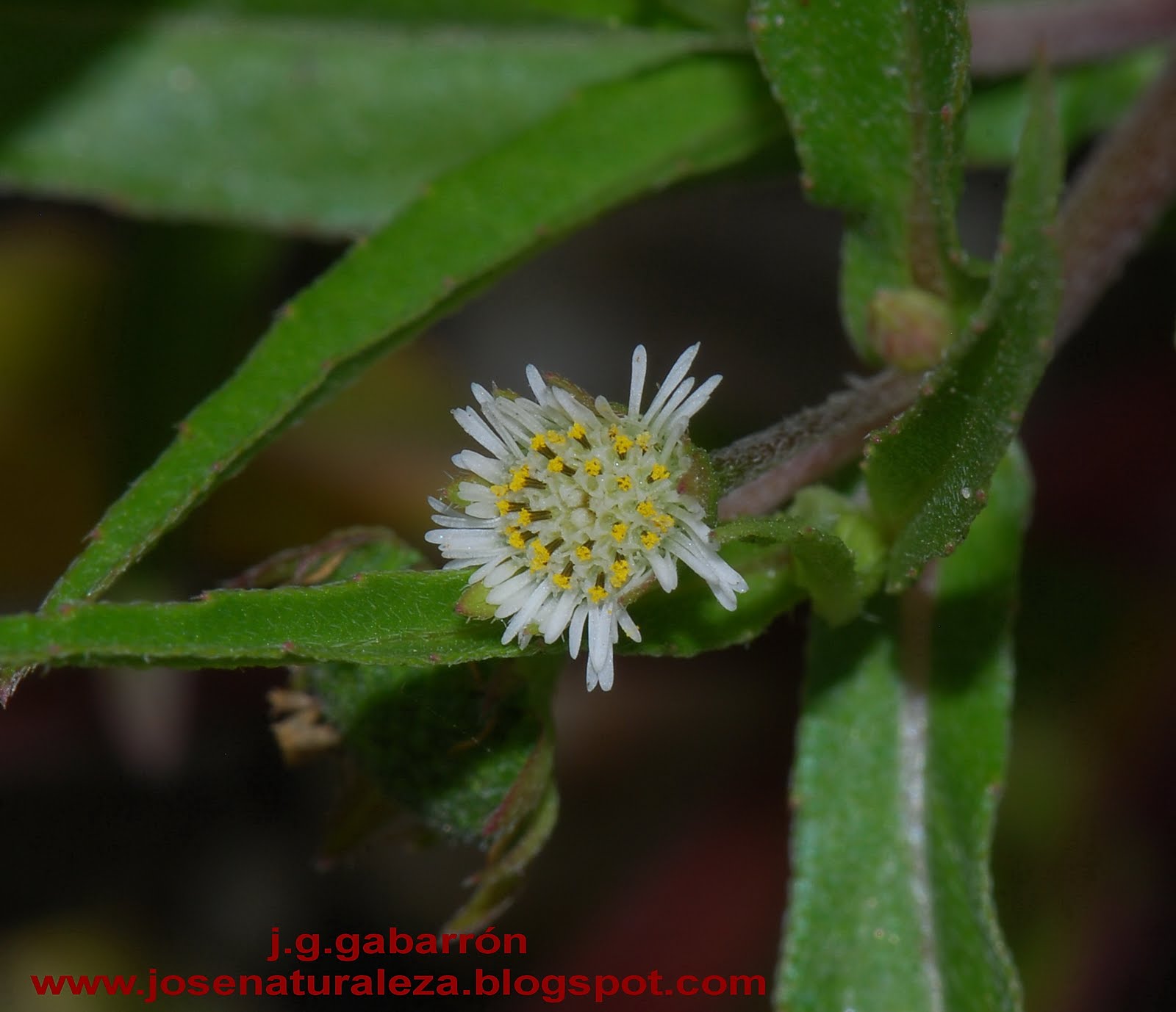 Naturaleza Viva: Eclipta prostrata L. Fam: Asteraceae
