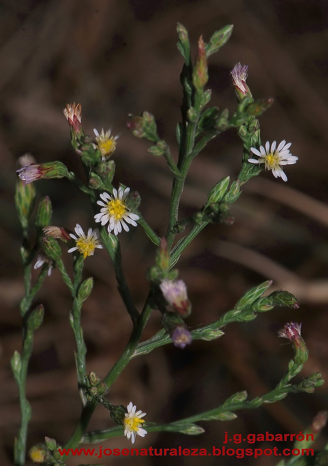 Naturaleza Viva: Symphyotrichum squamatum (Spreng.) G.L. Nesom Fam ...