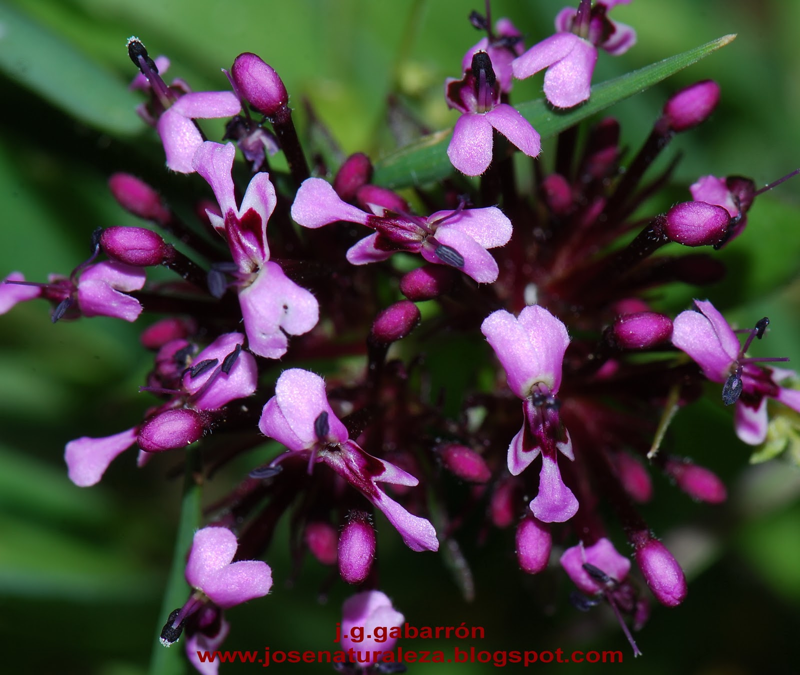 Naturaleza Viva: Fedia cornucopiae (L.) Gaertn. Fam: Valerianaceae