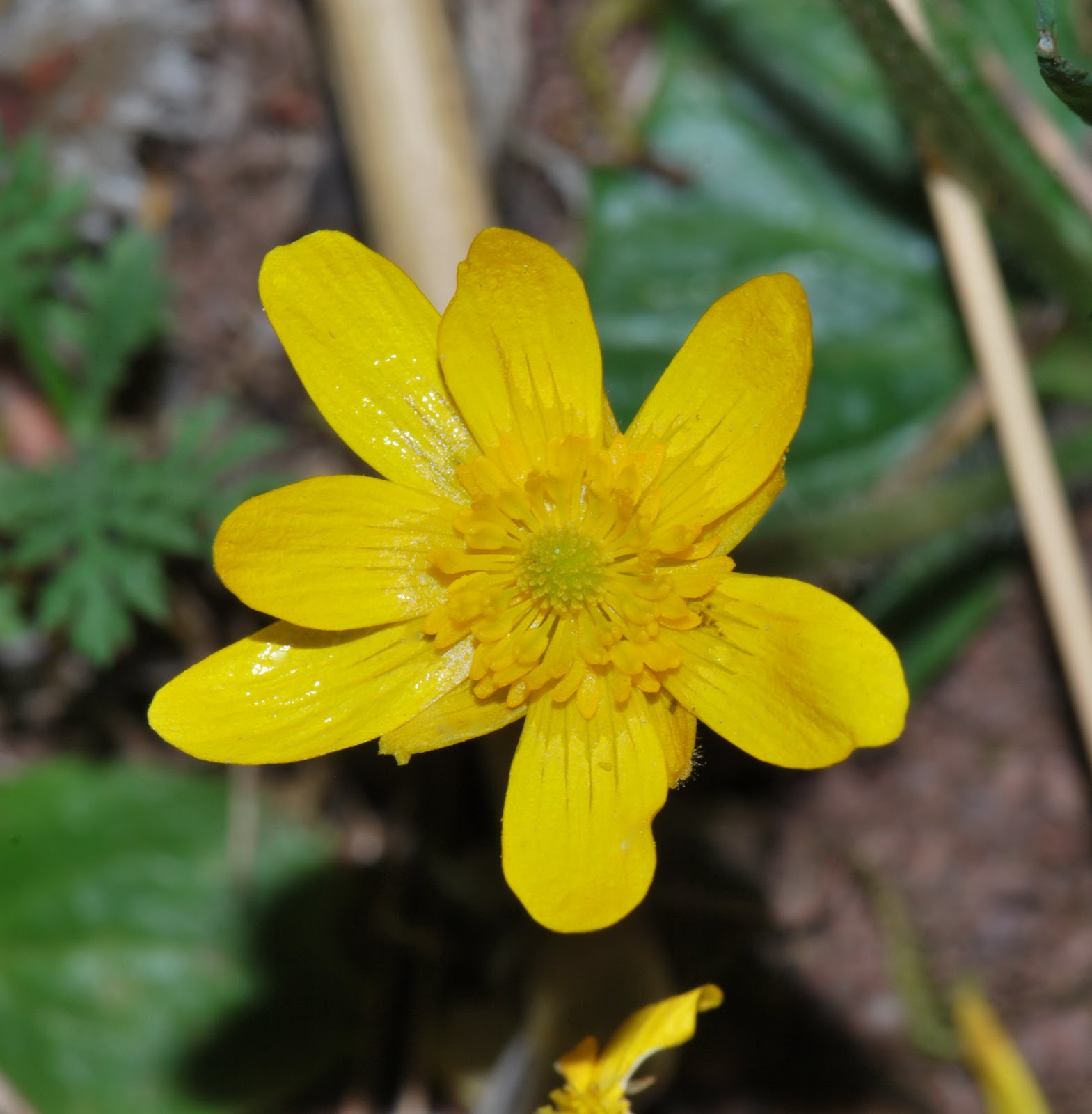 Naturaleza Viva: Ranunculus bullatus L. Fam: Ranunculaceae