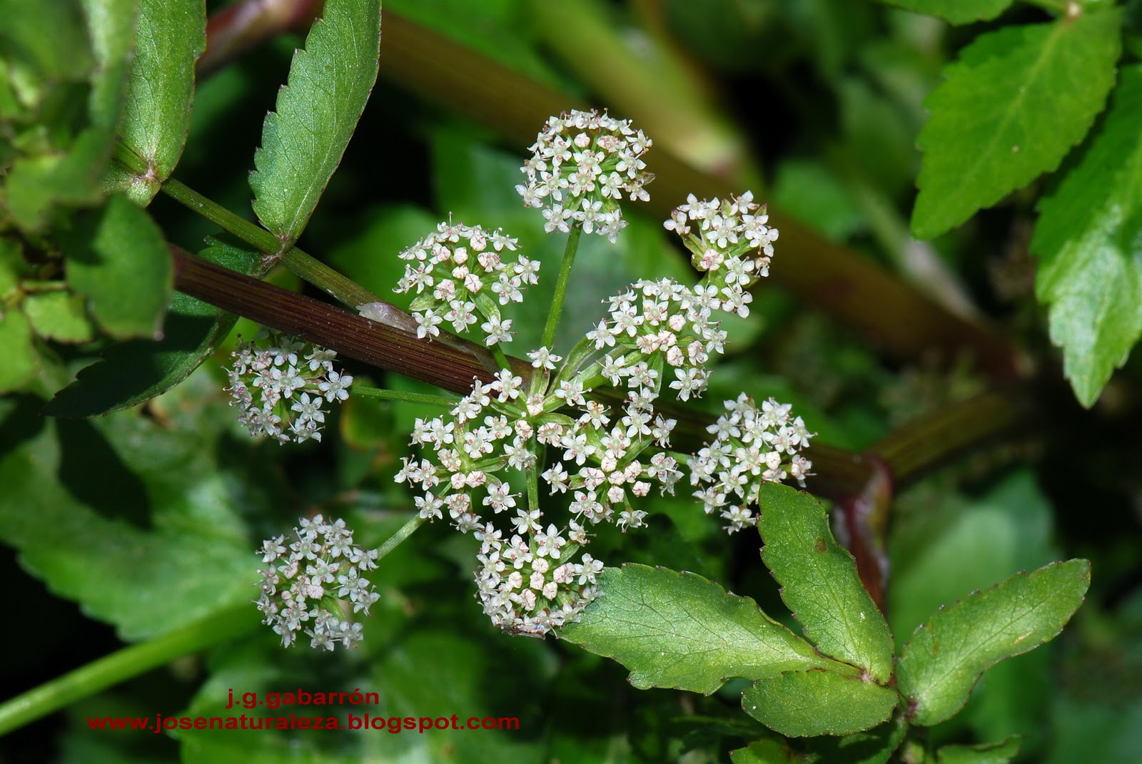 Naturaleza Viva: Apium nodiflorum (L.) Lag. Fam: Apiaceae
