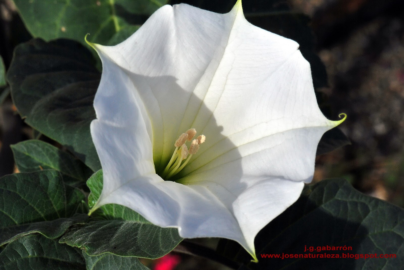 Naturaleza Viva: Datura innoxia Mill. Fam: Solanaceae