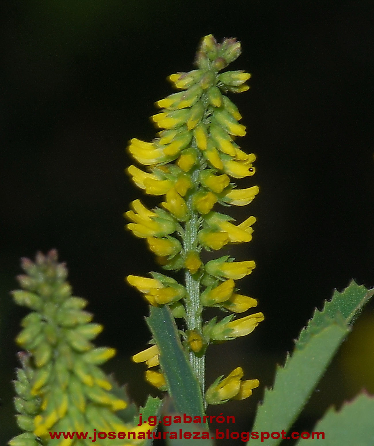 Naturaleza Viva: Melilotus indicus (L.) All. Fam: Fabaceae