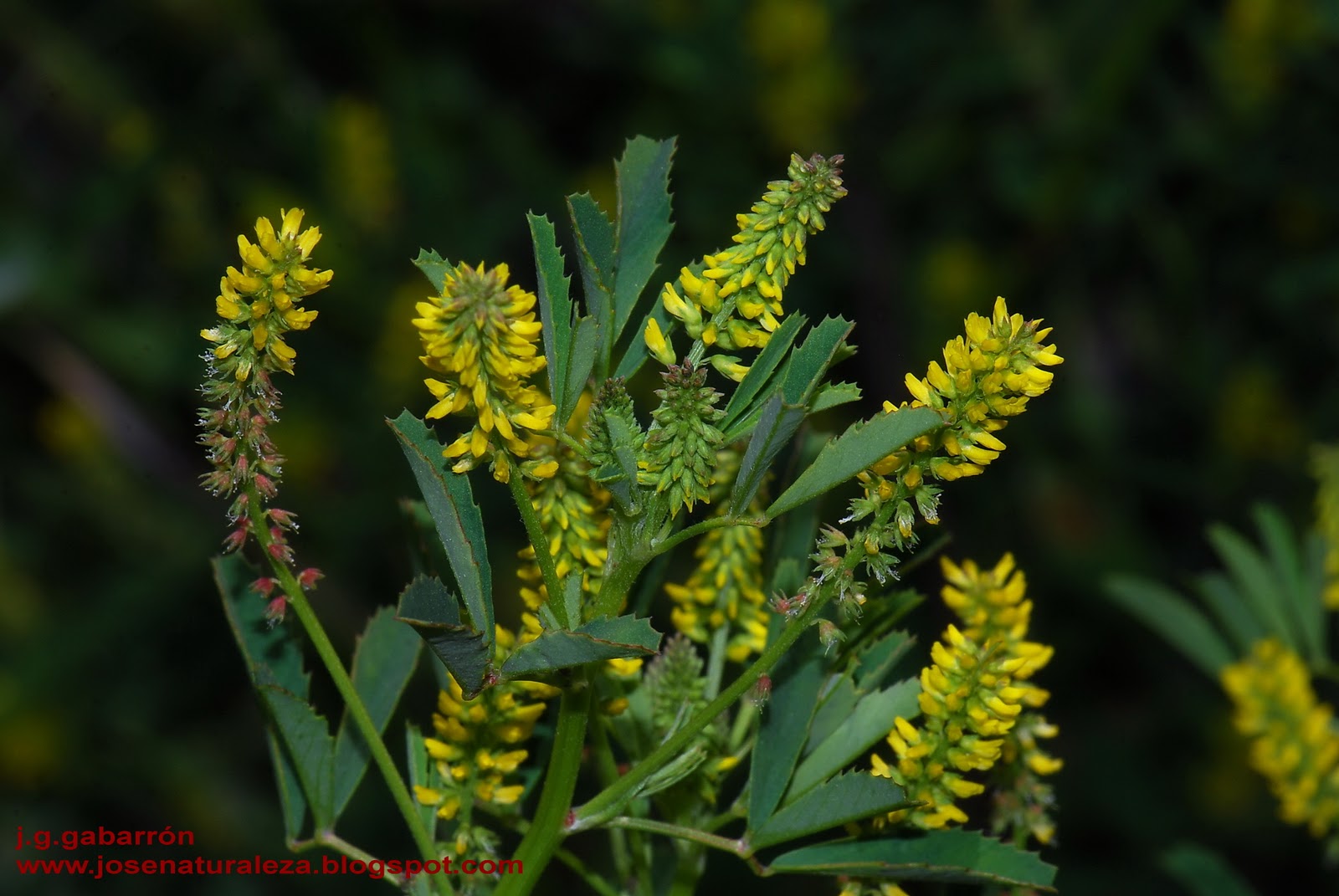 Naturaleza Viva: Melilotus indicus (L.) All. Fam: Fabaceae