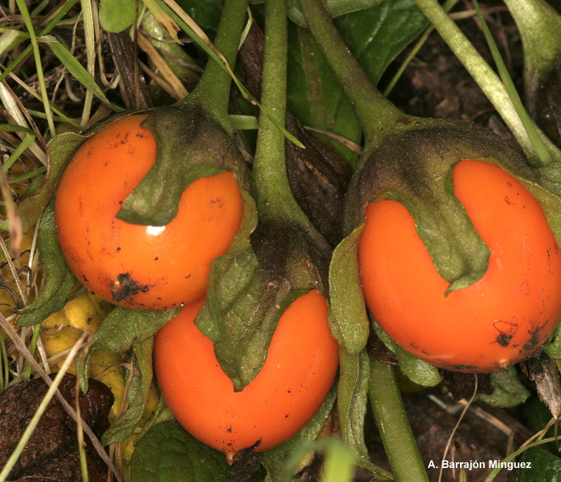 Naturaleza Viva: Mandragora autumnalis Bertol. Fam: Solanaceae