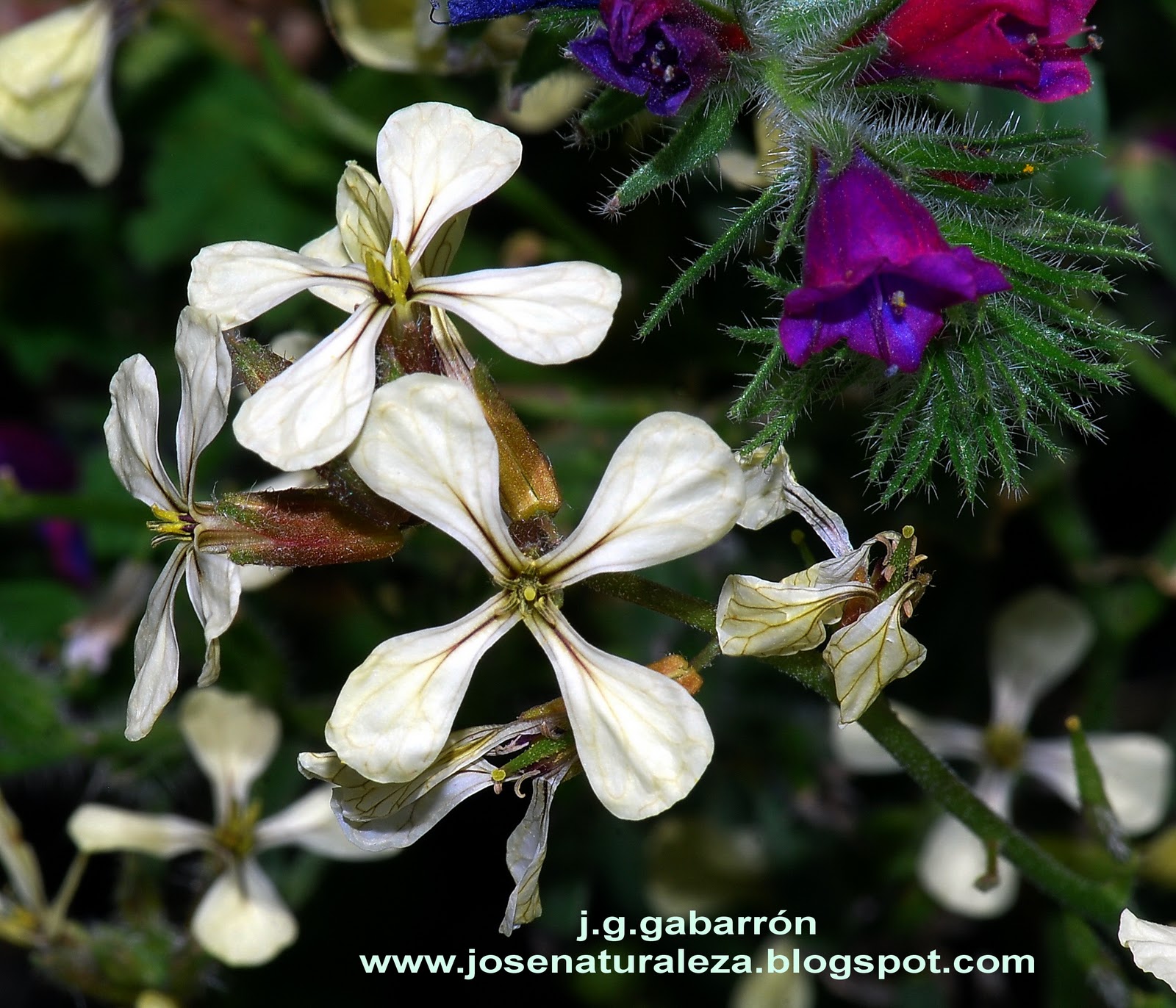 Naturaleza Viva: Eruca vesicaria (L.) Cav. subsp. sativa (Mill.) Thell ...