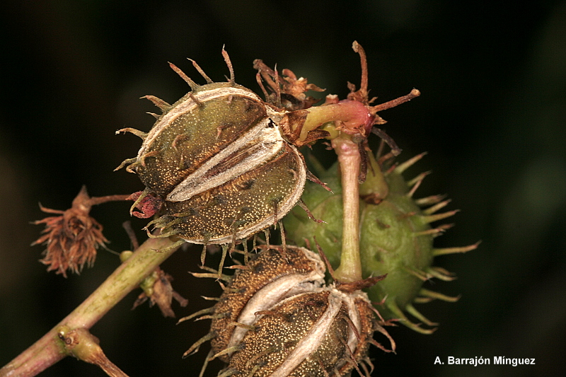 Naturaleza Viva: Ricinus communis L. Fam: Euphorbiaceae