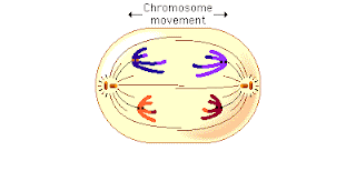 understand DNA: Meiosis