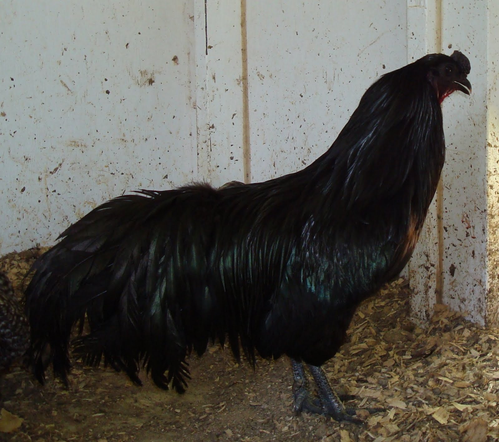 Hectichousehold: Roosters