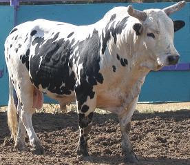 Bucking Bulls: 03/15/11
