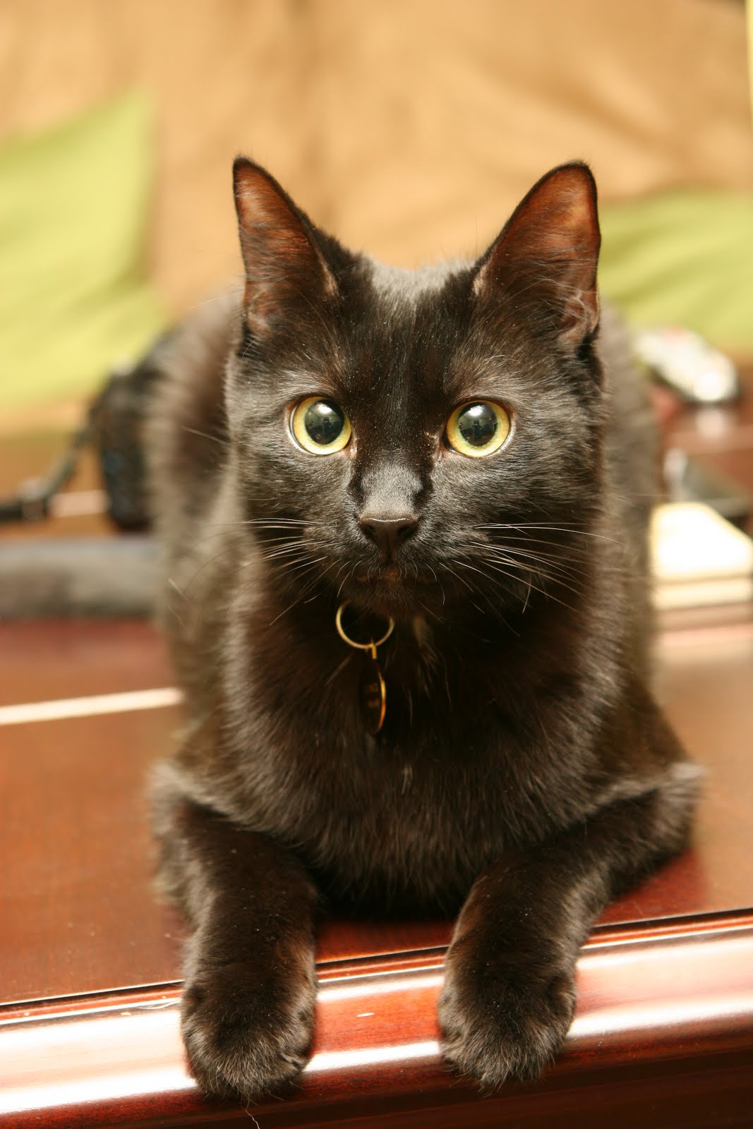 A Baby in Salem: The Official Cat of Salem!