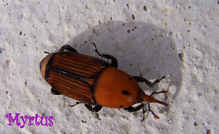 Myrtus: Rhynchophorus ferrugineus: el picudo rojo