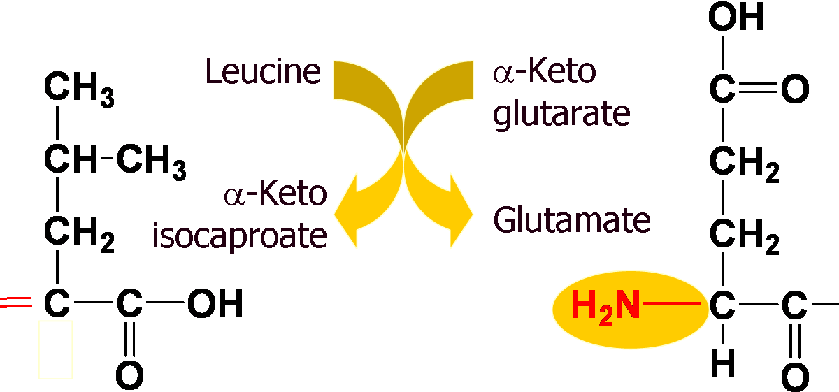 CheeseScience.net: Aminotransferases