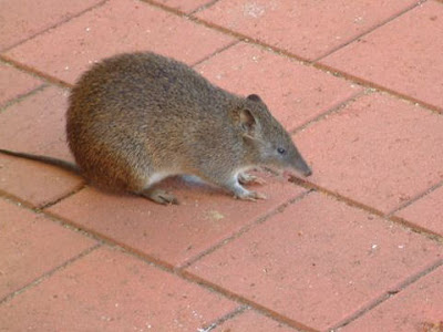 Welcome to the Jungle: Does any know the number for PEST CONTROL?