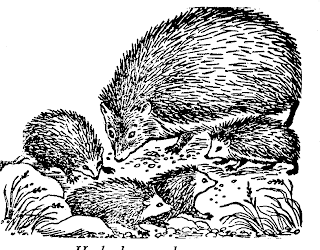 The Grammar of German: Lektion 15: Der Igel; Steckbrief
