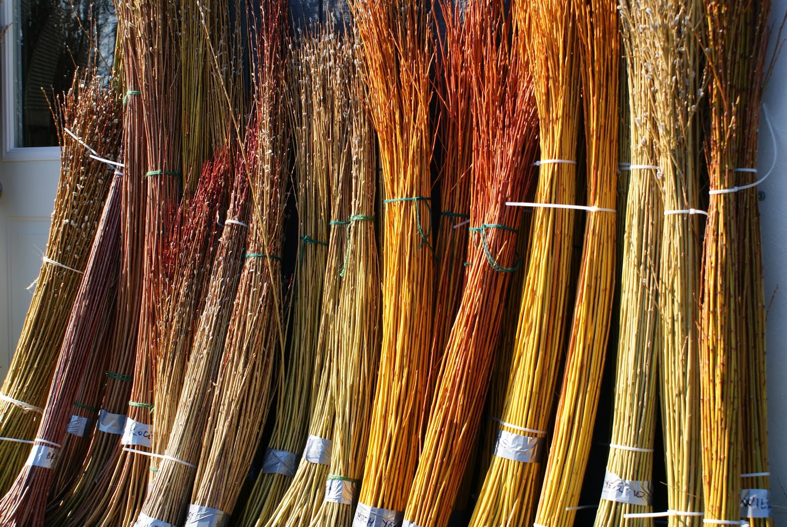 Willows: Willow harvest and the beginning of a new season