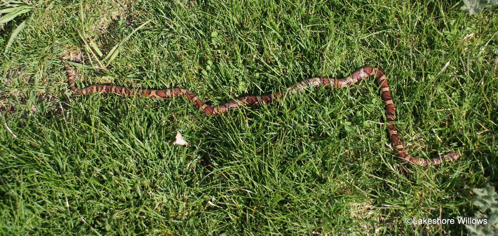 Willows: Eastern Milk Snake