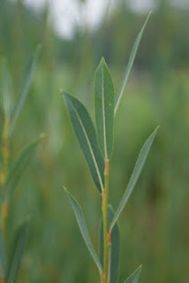 Willows: Salix 'Americana'