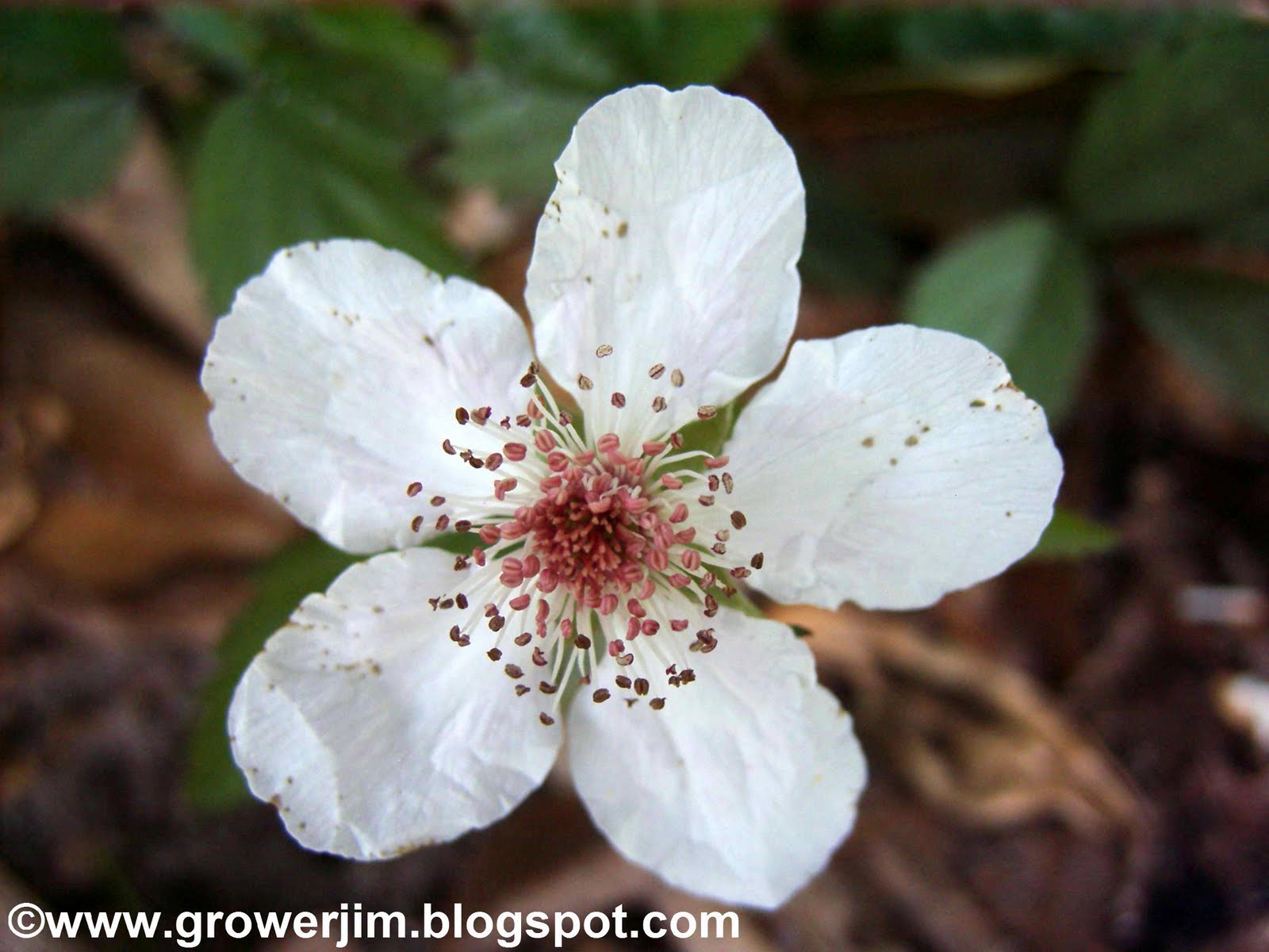 Garden Adventures: Dewberry (Rubus trivialis)