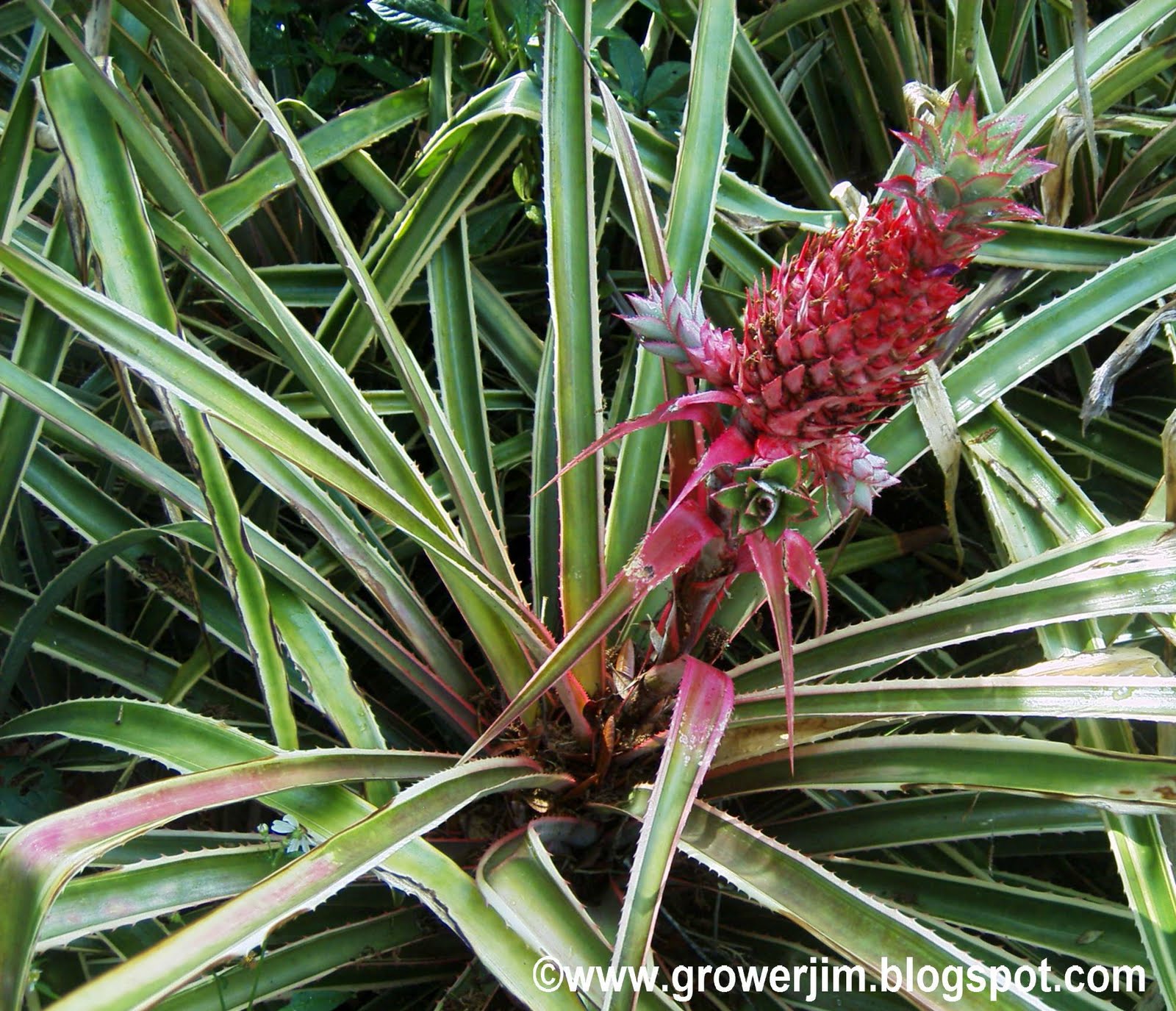 Garden Adventures: Ananas bracteatus