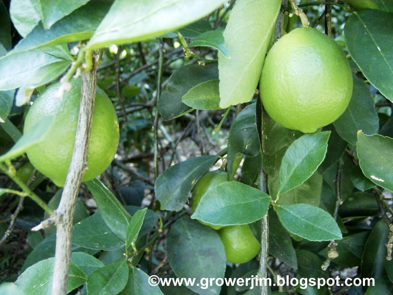Garden Adventures: Harvest Monday - August