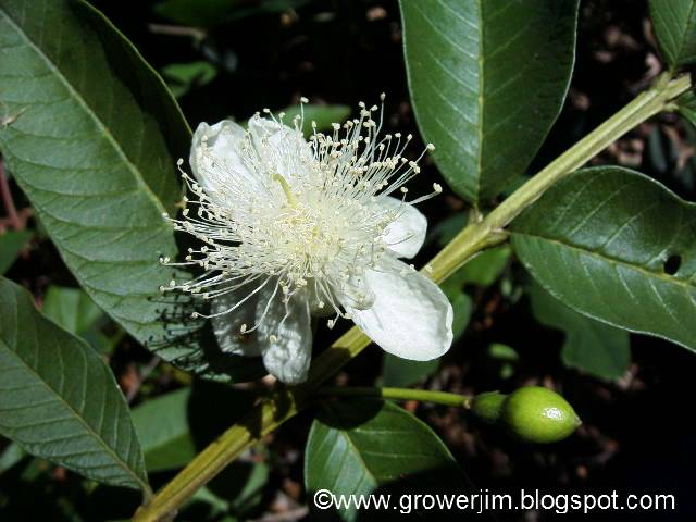 Garden Adventures: Guava (Psidium guajava)