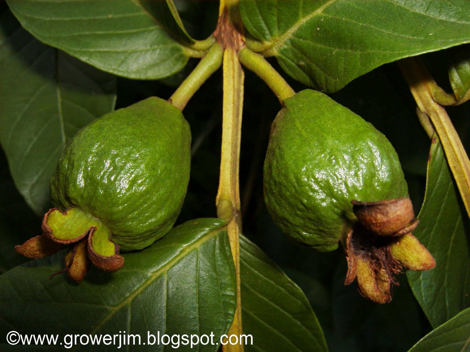 Garden Adventures: Guava (Psidium guajava)