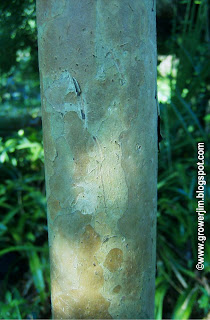 Garden Adventures: Guava (Psidium guajava)