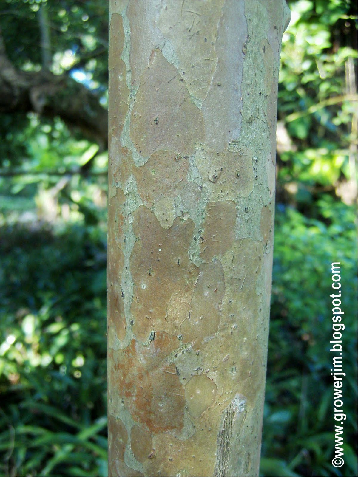 Garden Adventures: Cattley Guava (Psidium cattleianum)