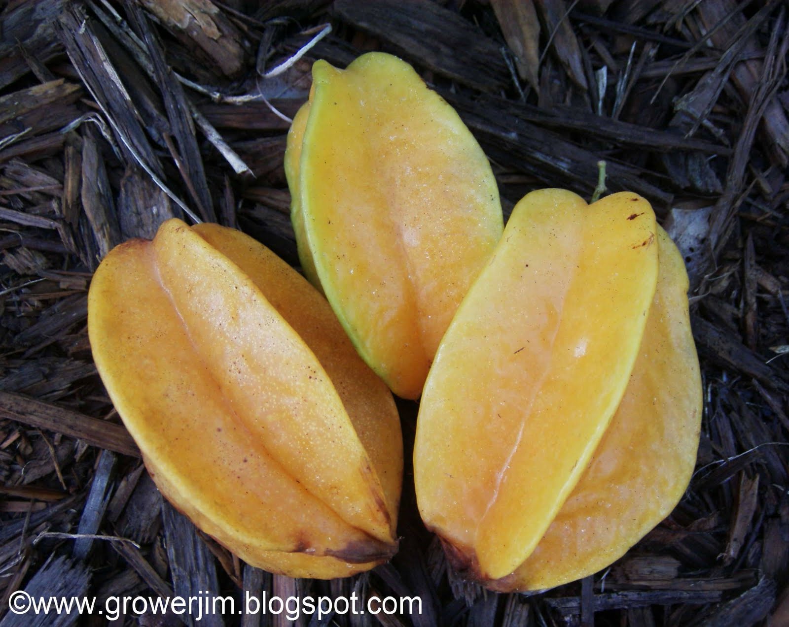 Garden Adventures: Starfruit (Averrhoa carambola)