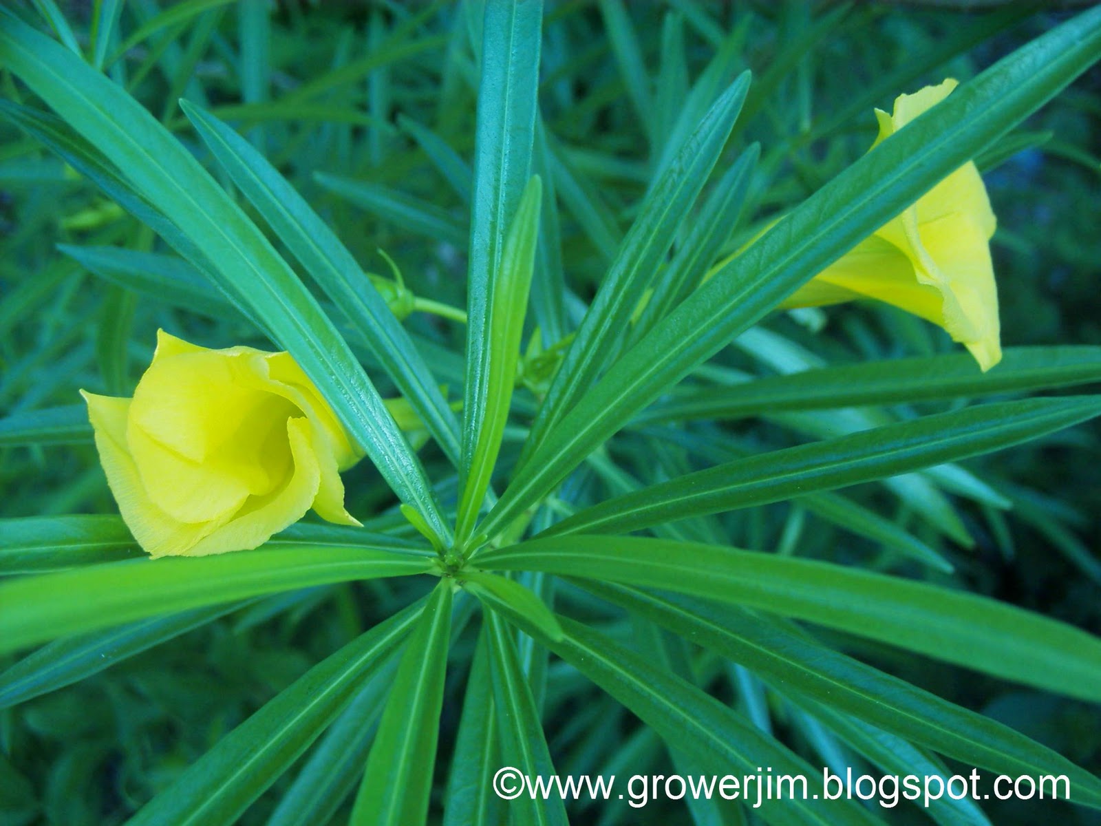 Garden Adventures: Thevetia peruviana