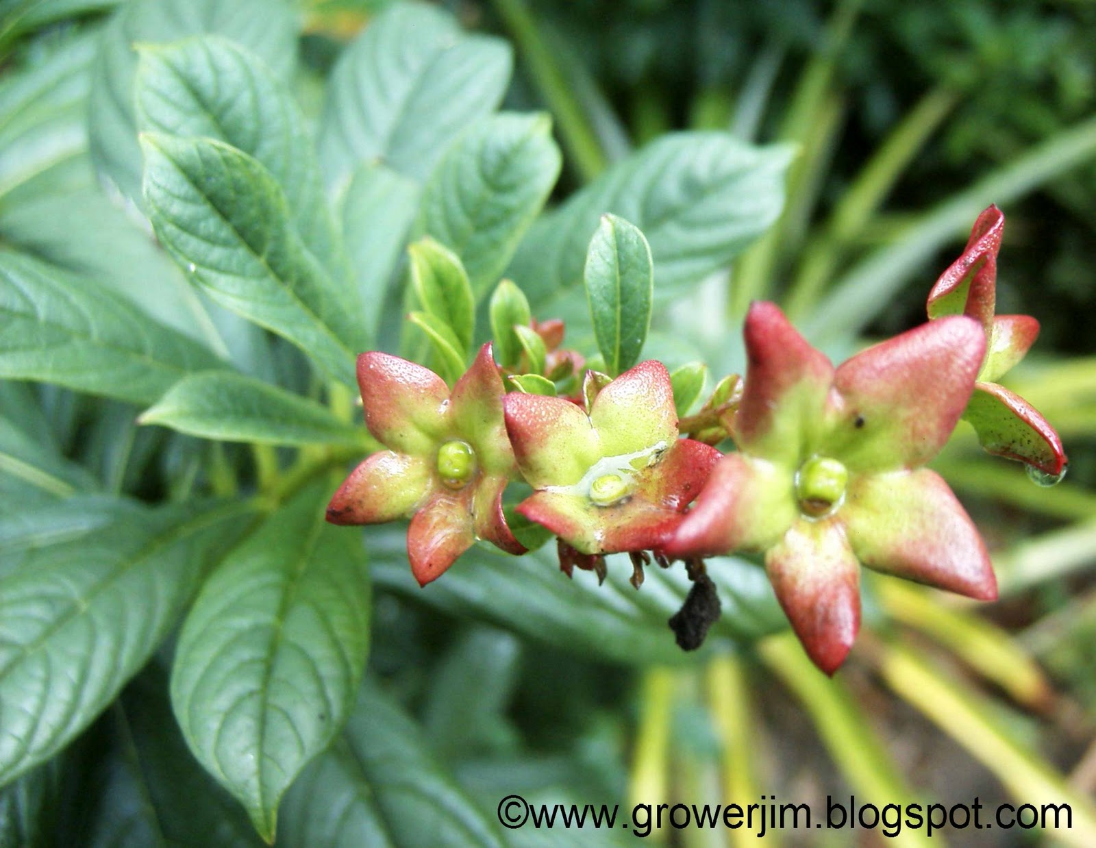 Garden Adventures: Clerodendrum indicum