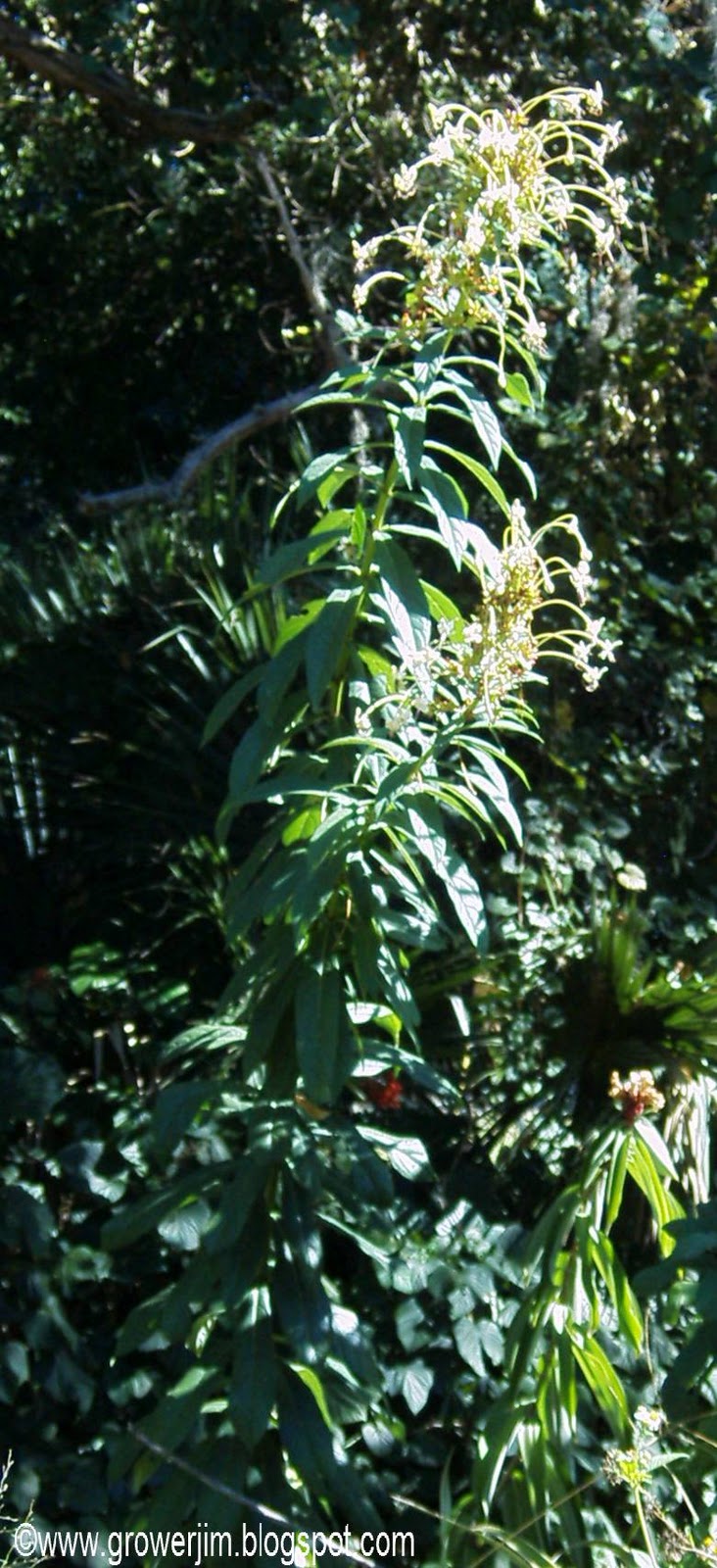 Garden Adventures: Clerodendrum indicum