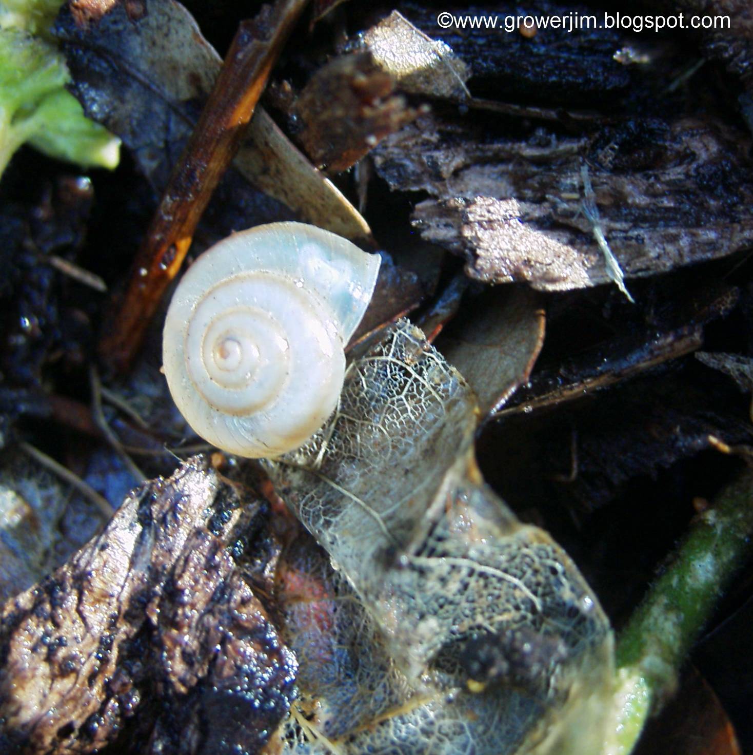 Garden Adventures: Creature Feature - the "good" snail