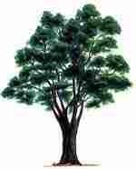 Pilipinas Kong Mahal: Pambansang Puno ng Pilipinas