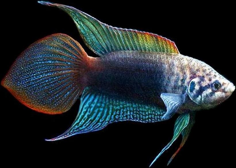 Peixe Paraíso: Macropodus Ocellatus Cantor