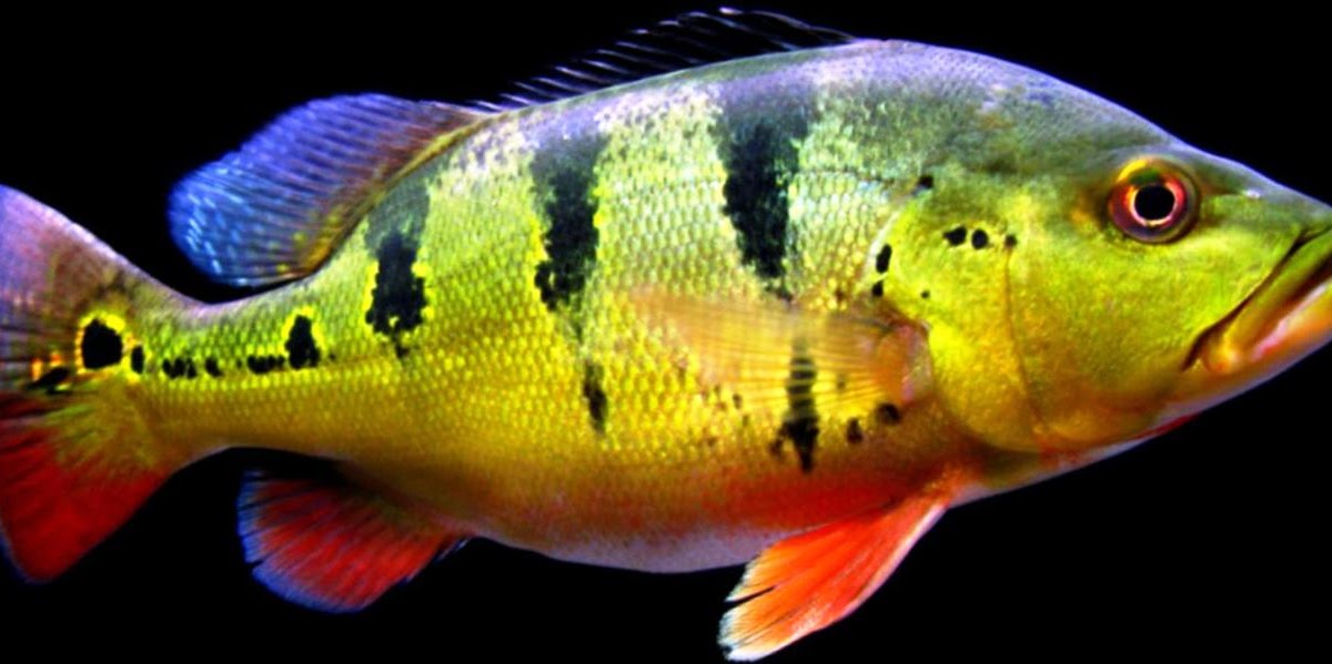 Tucunaré: Tucunaré - (Cichla Orinocensis)