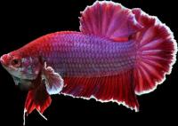 Betta
