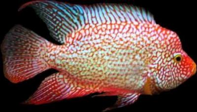 Flowerhorn