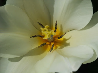 La Grande Toge Rouge