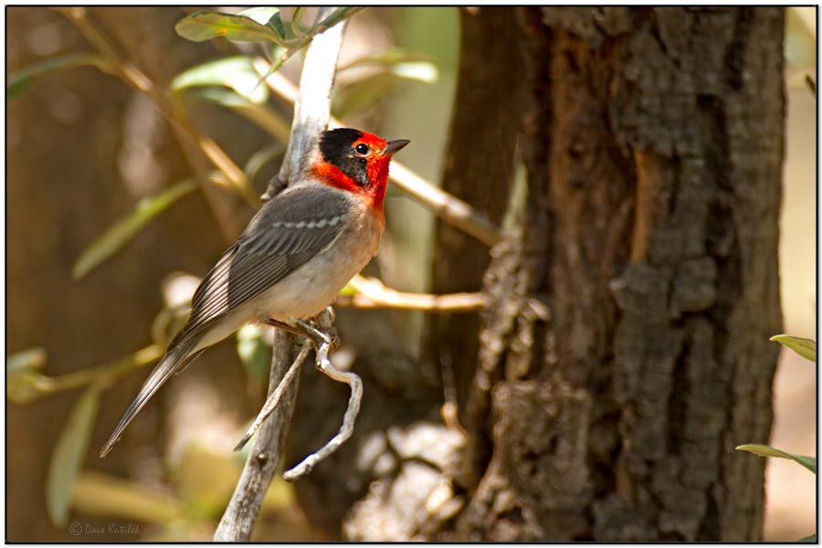 Dave's Birding Blog: Southeastern Arizona Birding