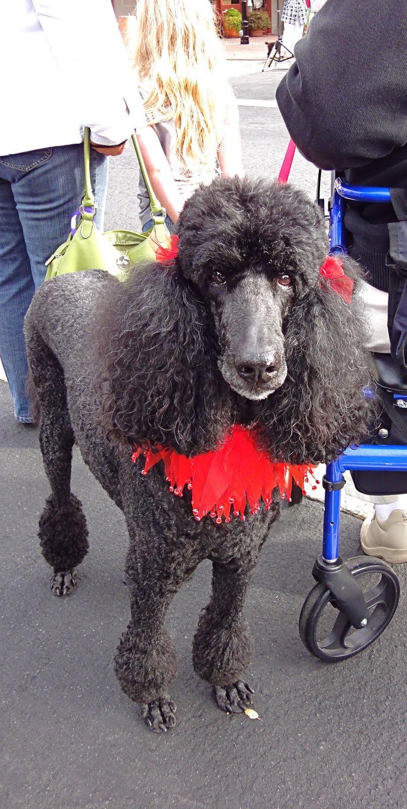 ArtsandCultureScene.com: Oodles of Poodles! The Poodle Parade! Carmel ...