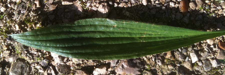 thodule de Beauce: Le Plantain