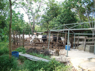 Panduan menternak lembu daging - Bincangkan sama2 | CariGold Forum