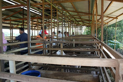 TERATAK IMPIAN BUKIT LALA: TERNAKAN KAMBING BOER DI JABI
