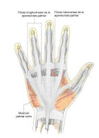 ANATOMIA H102: MUSCULOS EXTREMIDAD SUPERIOR