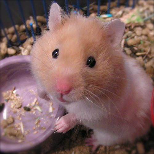 Mundo do Hamster: Algumas Raças