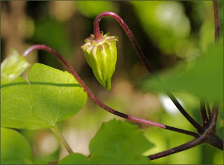 Clematis: Clematis chiisanensis 'Lemon Bells'