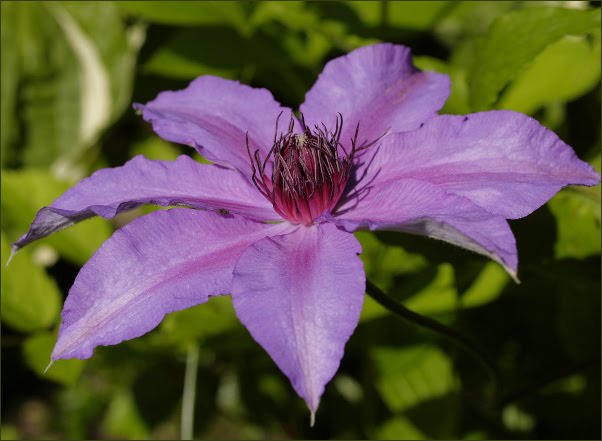 Clematis: Clematis 'Natascha'